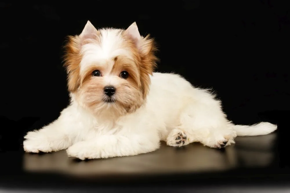 Yorkshire terrier biewer - charakterystyka | Klub Teriera